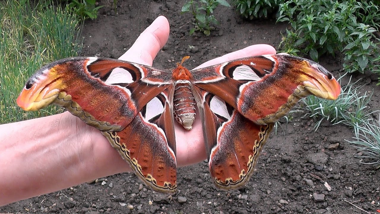 Polilla Atlas (Attacus atlas): la má grande del mundo