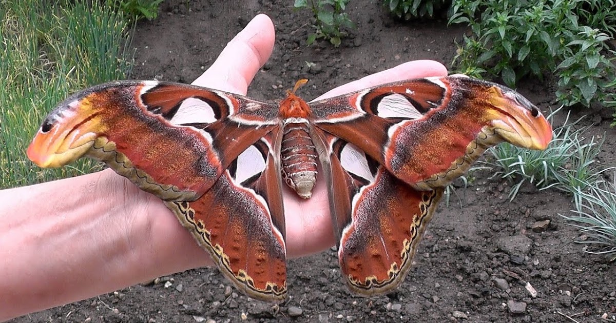 Polilla Atlas (Attacus atlas): la má grande del mundo