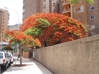 Paseando por mi ciudad: Ya florecen los flamboyanes