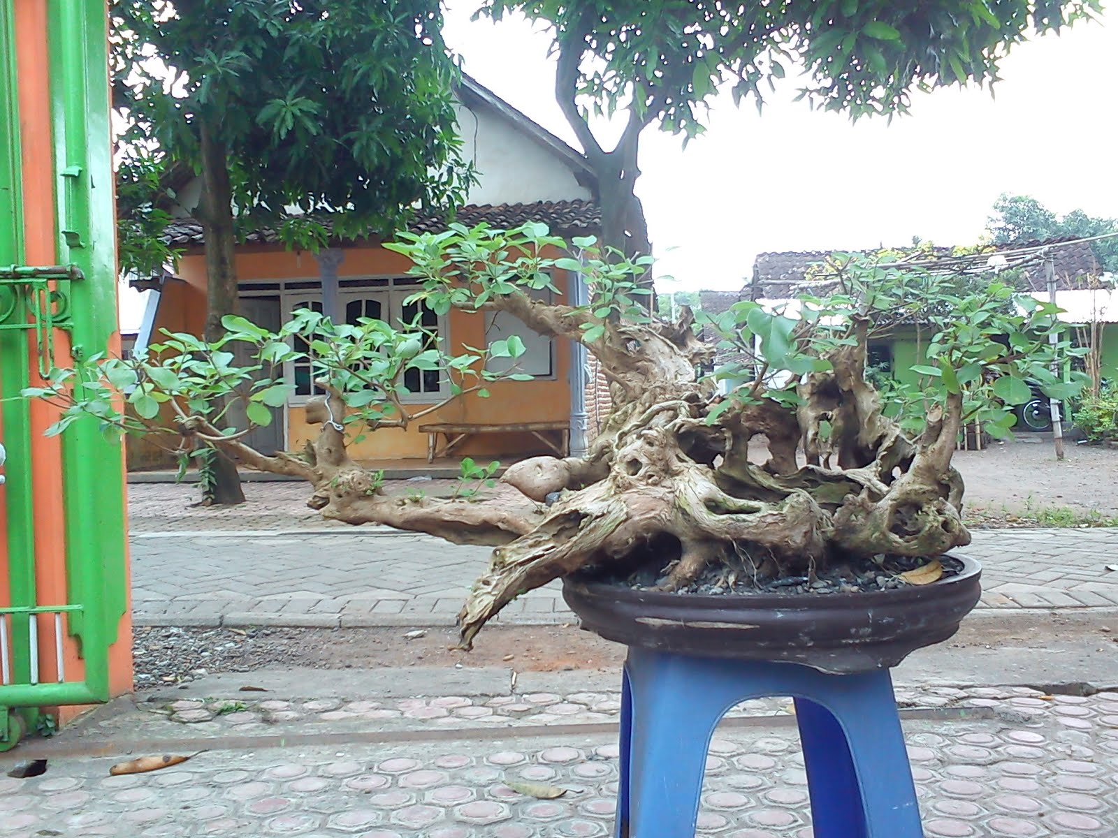 Situs Bonsai: Bonsai Legundi (DIJUAL)