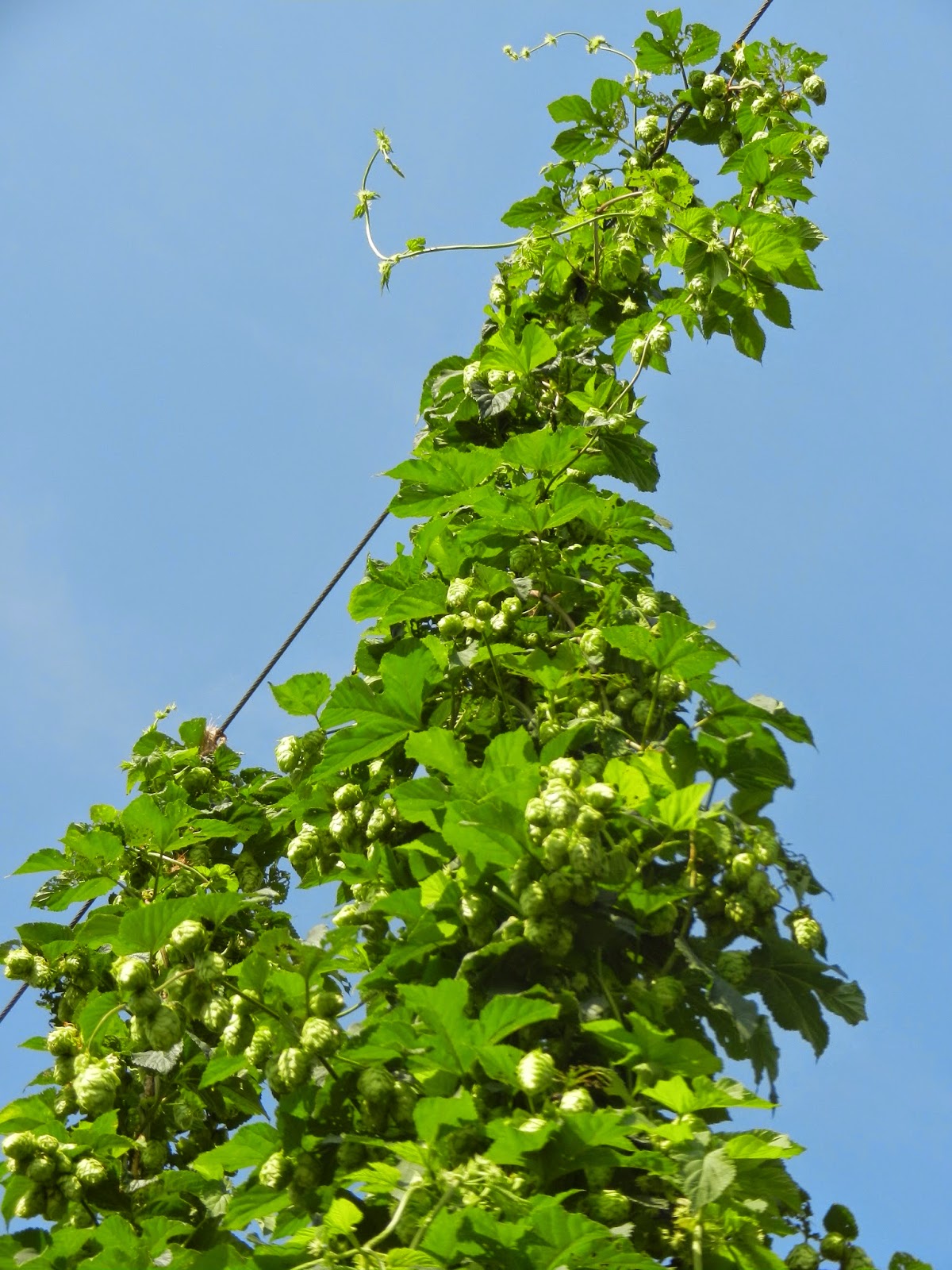 Southern Appalachian Hops Guild