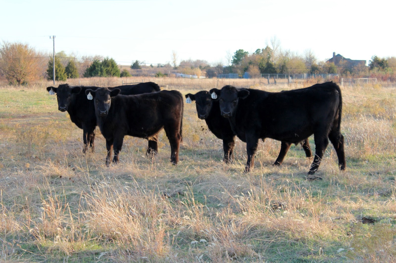 A Boy Raising Beef