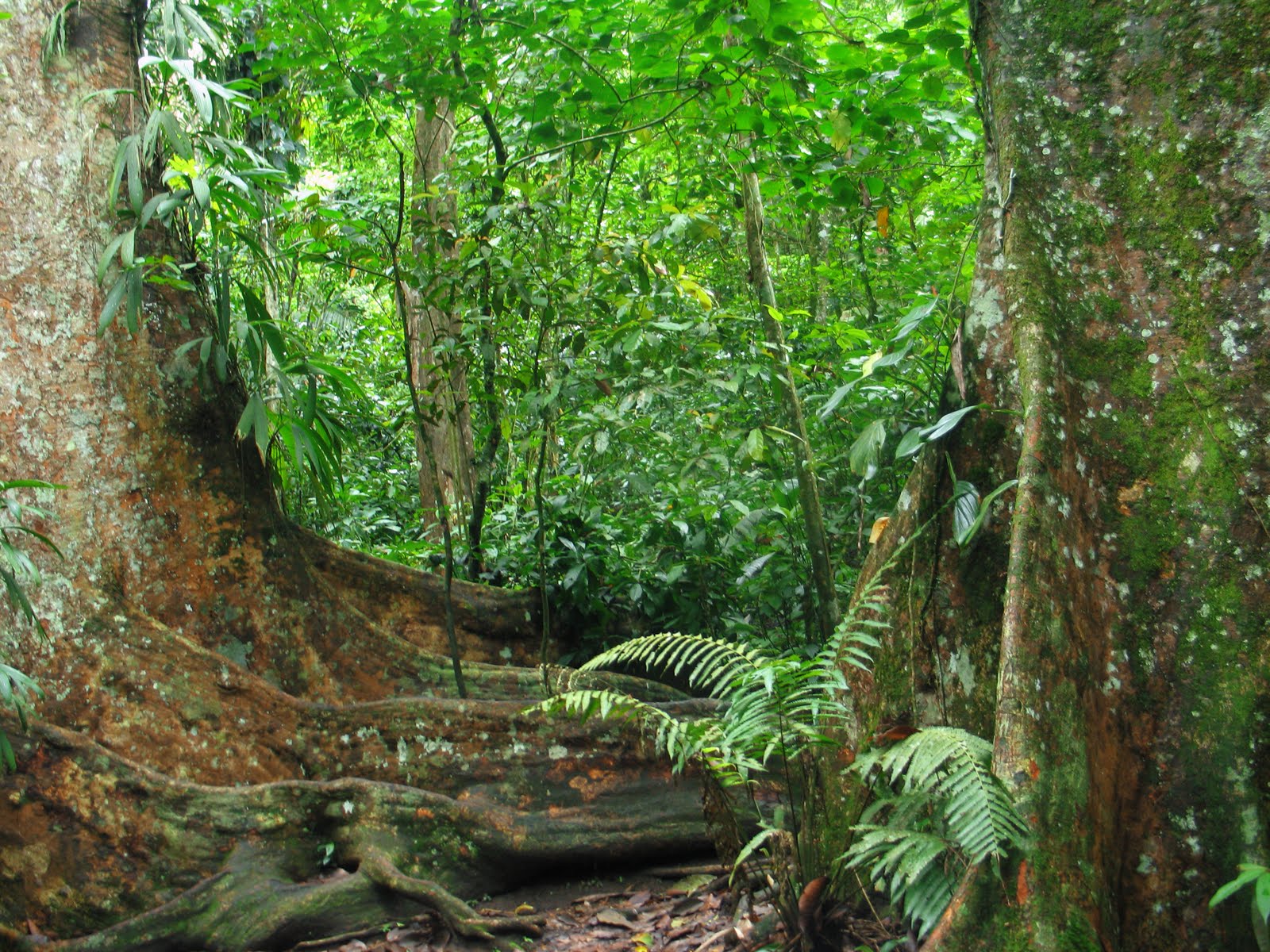 Explora la Venezuela Natural con Río Verde: EXPLORANDO MARAVILLAS