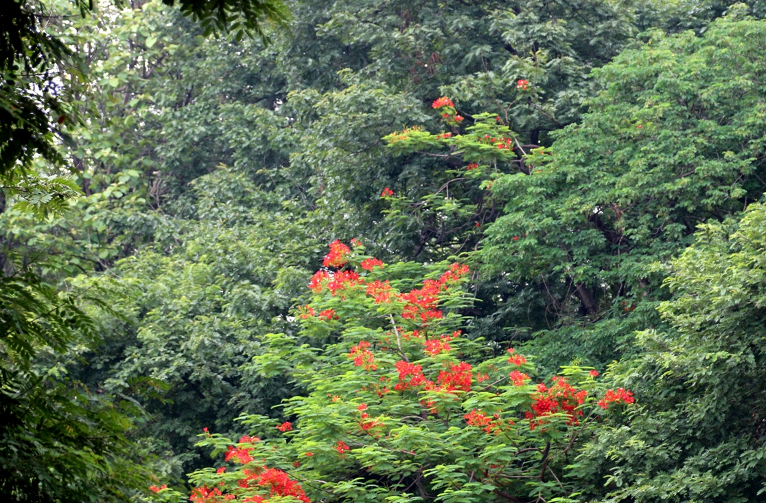 Cherishing India.....: Flowers of Odisha: part III......