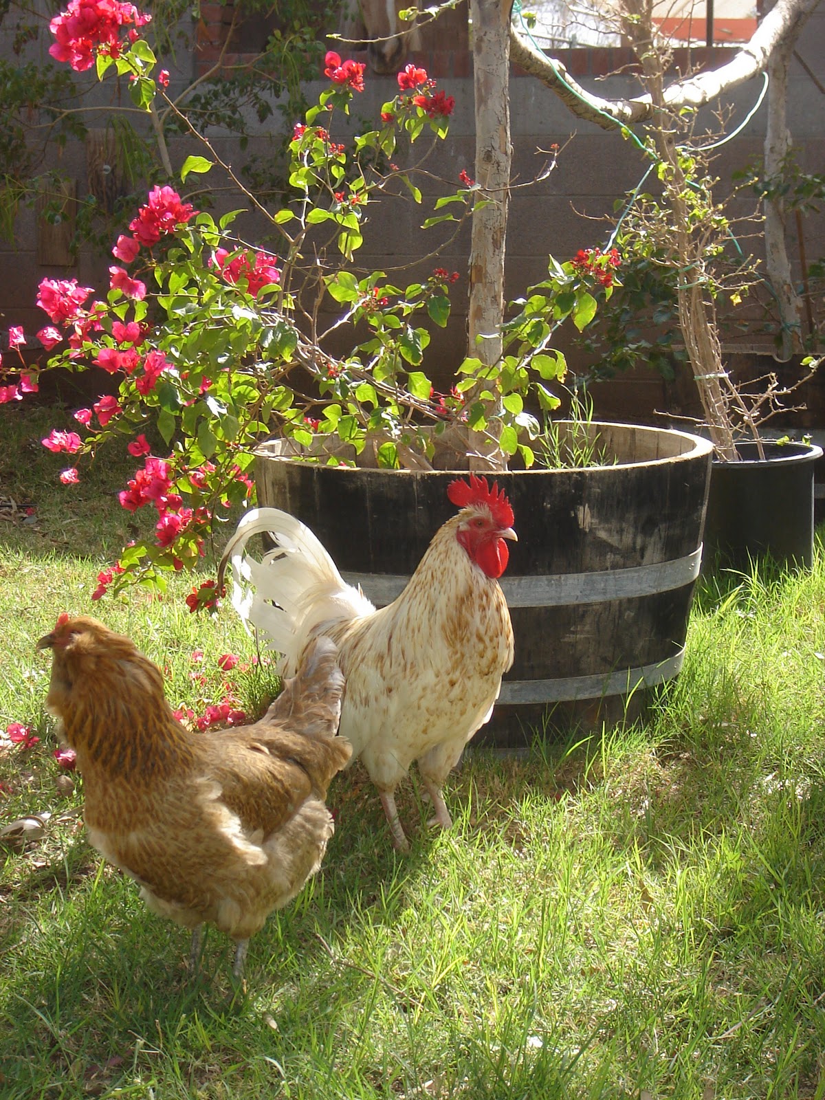 Aloha Chickens: Hen Highlights - Orpington Cross