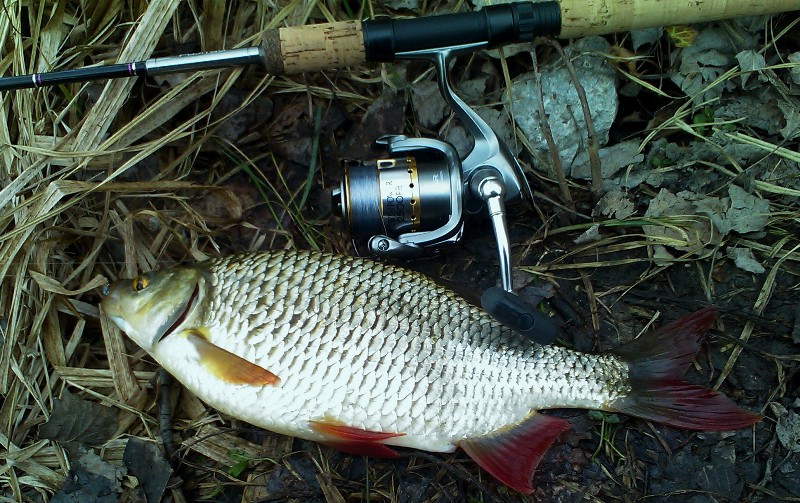 Croatia Fishing: Varalicom na crvenperku