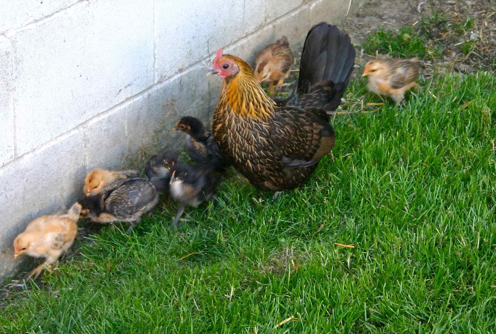 Life in the Middle Ages: Birds in the Middle Ages