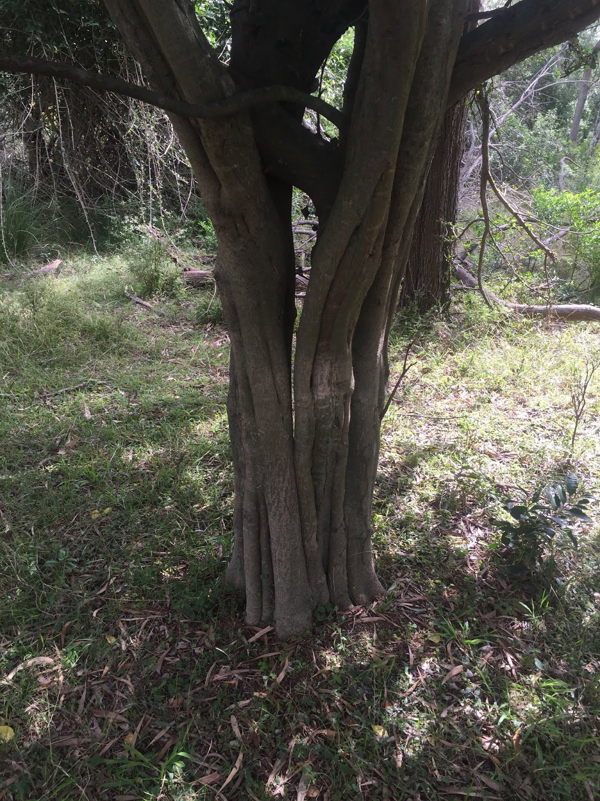 Try growing: Whalebone Tree (Streblus brunonianus) | Growing Illawarra ...