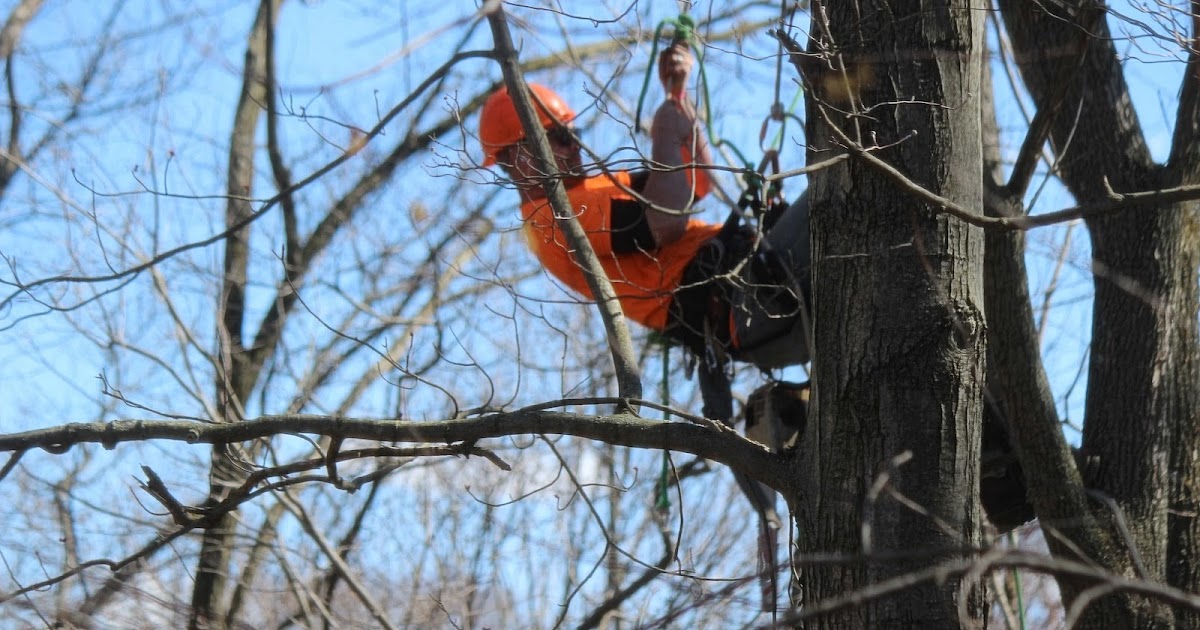 The Tree Guys - 10 Photos