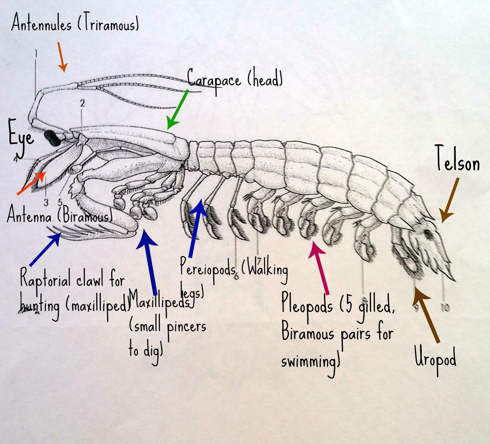 Estudi d'un crustaci: la Galera (Squilla mantis), Study of a crustacean ...
