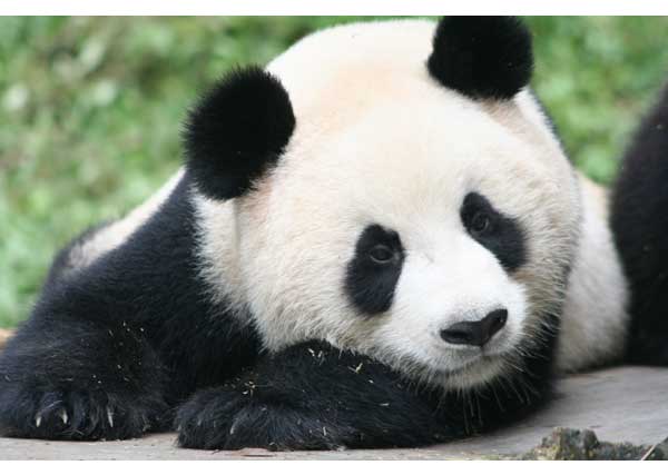 MyDeskBestFriend: Popo Panda, The Big Cute Chubby Bear