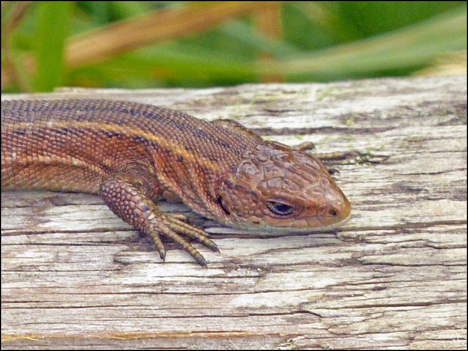 Wild and Wonderful: August 2014