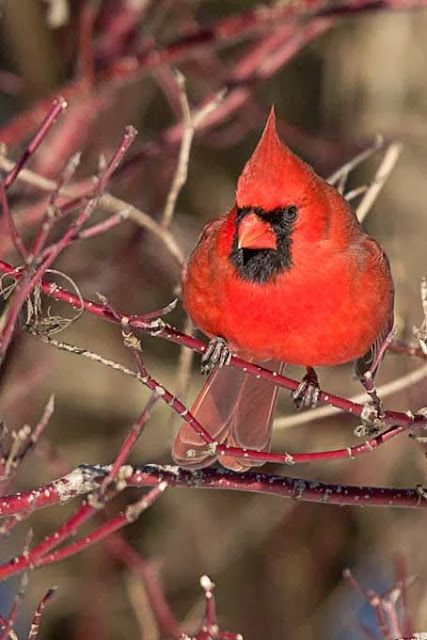 East Gwillimbury CameraGirl: A/Alphabe-Thursday