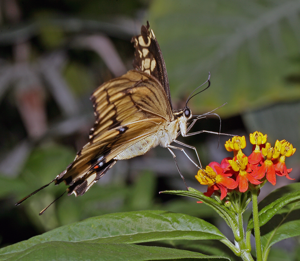 The Gray Gallery / Nature through the lens: Butterfly proboscis (macro) The Gray Gallery / Nature through the lens: Butterfly proboscis (macro)
