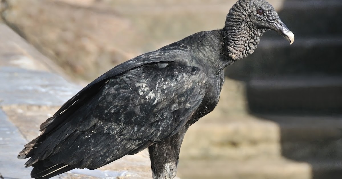 Nature Explorers: The Tracy Aviary