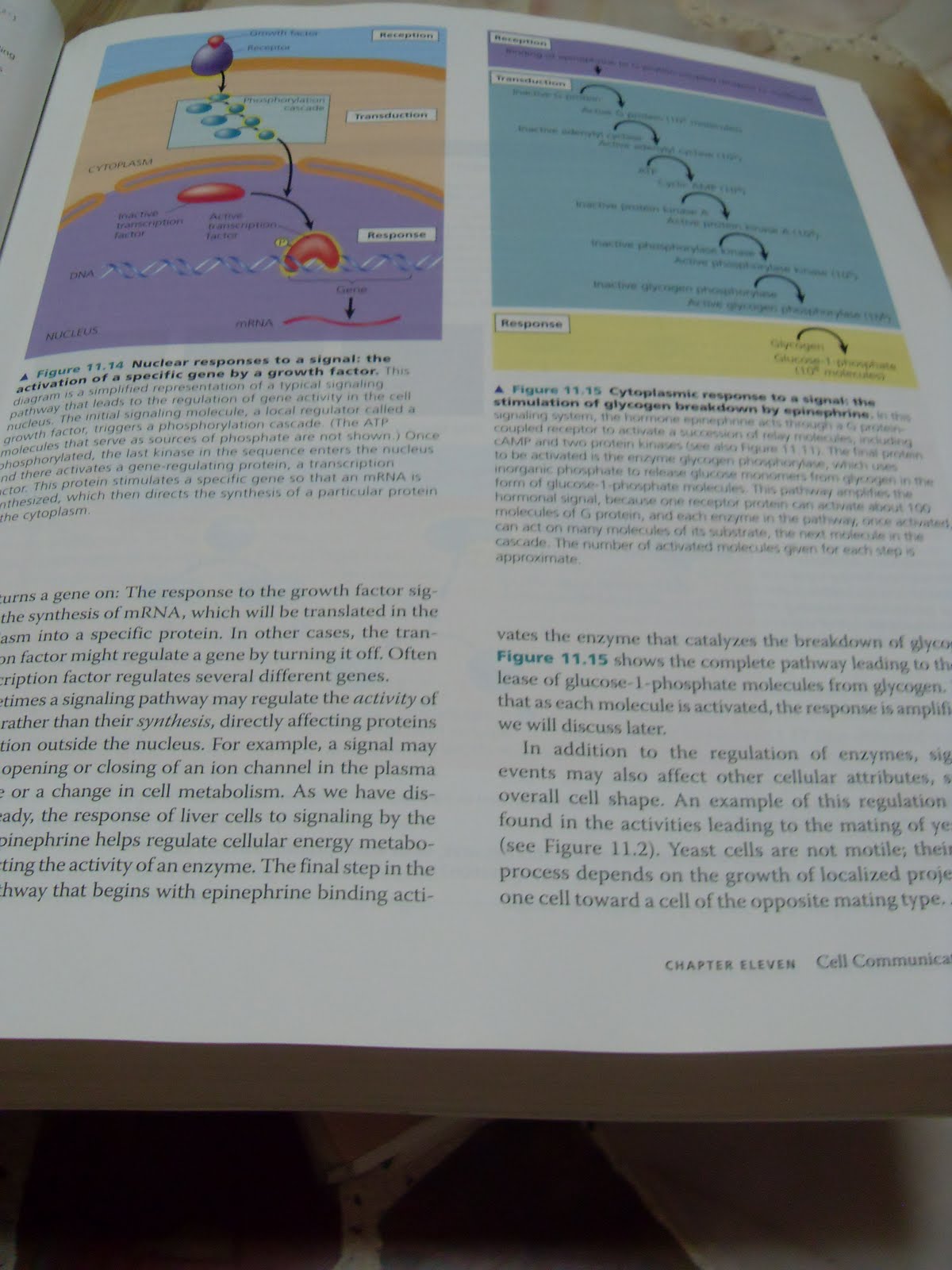 The Good Deals for Students: Pearson International Edition Biology ...