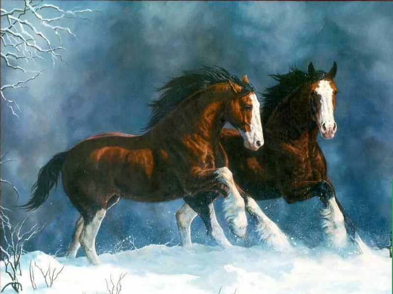 AT RESİMLERİ-Manzaralar