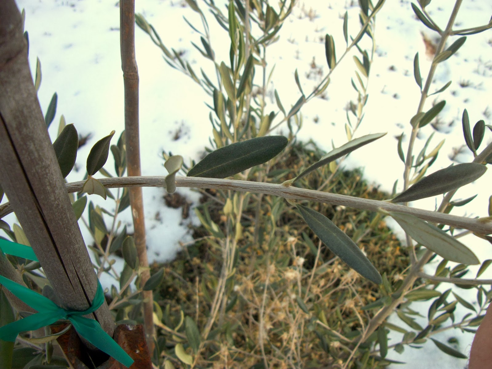 The Olive Curve: Olive Frost Damage Photographs
