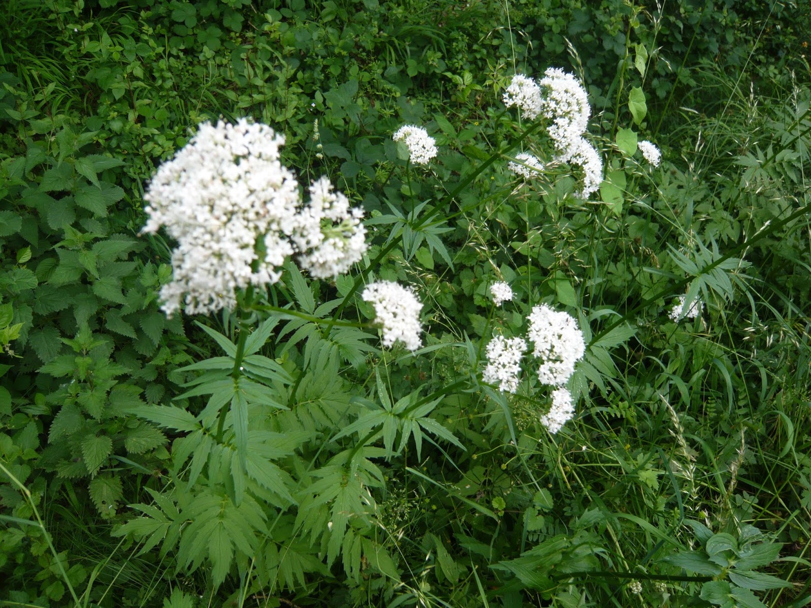 JARDINS DE SANTÉ: VALERIANE