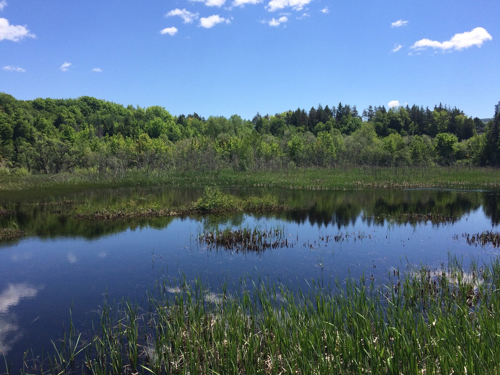 Stewardship Association of Municipalities: Know Your Wetland Classes ...