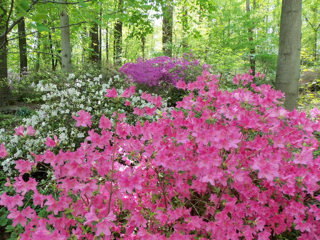 Orange explains it all: National Arboretum Azalea Collection