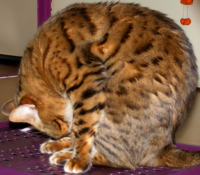 The Cuddly Friends: Cesia, The Spiral Cat