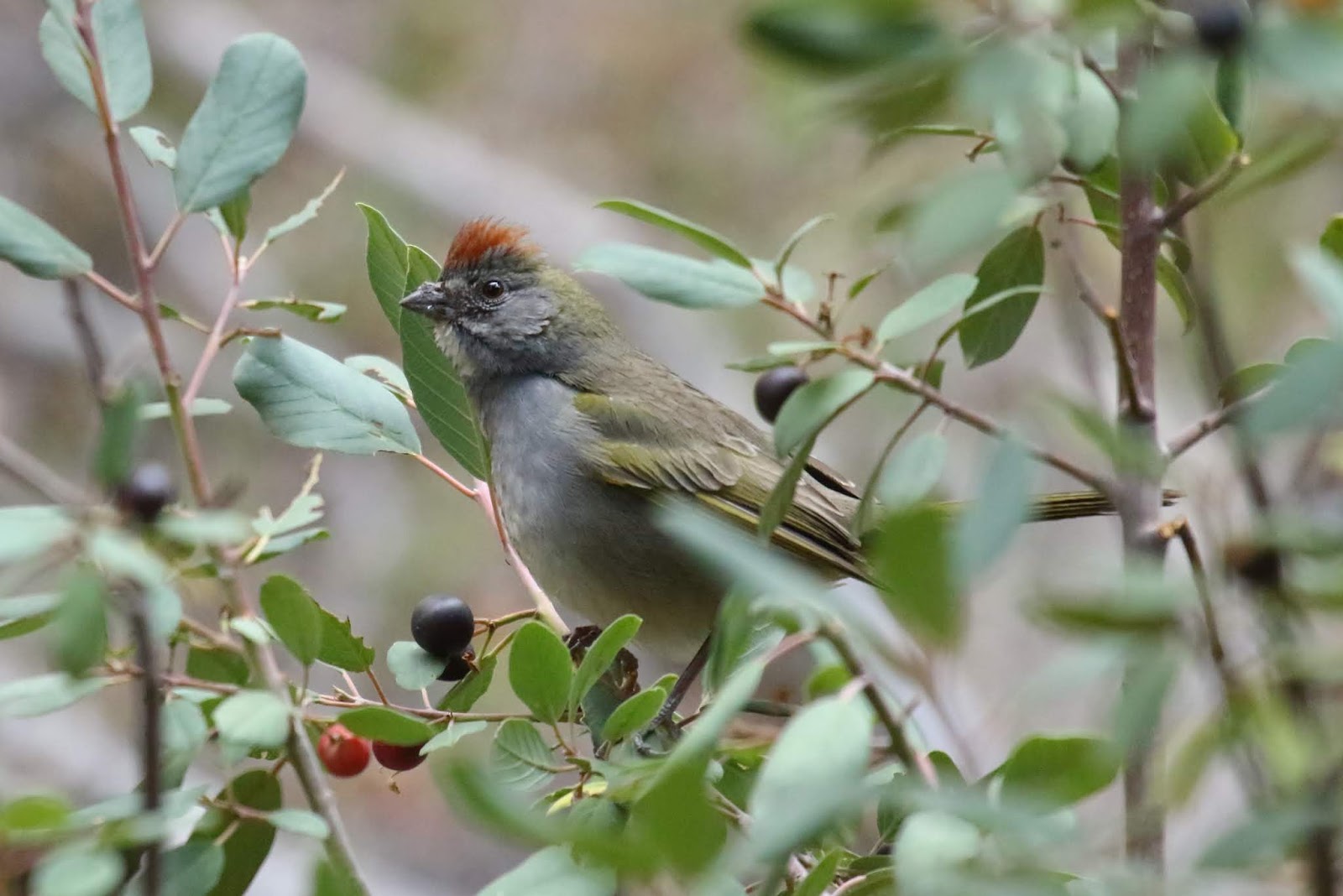 Green-tailed Towhee in Laguna Mountains - Greg in San Diego