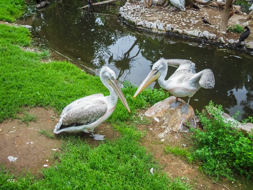 Foto: Pelicanul cret (Pelecanus crispus)