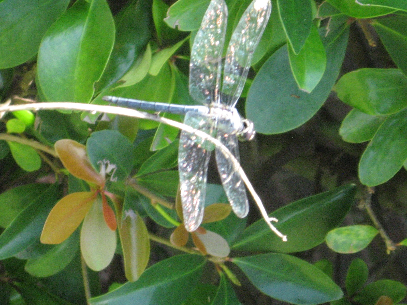 Prime Pest Solutions: The Intriguing Dragonfly