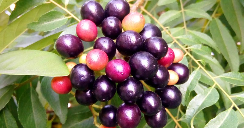 The Fruit of Curry leaf (Daun Kari)