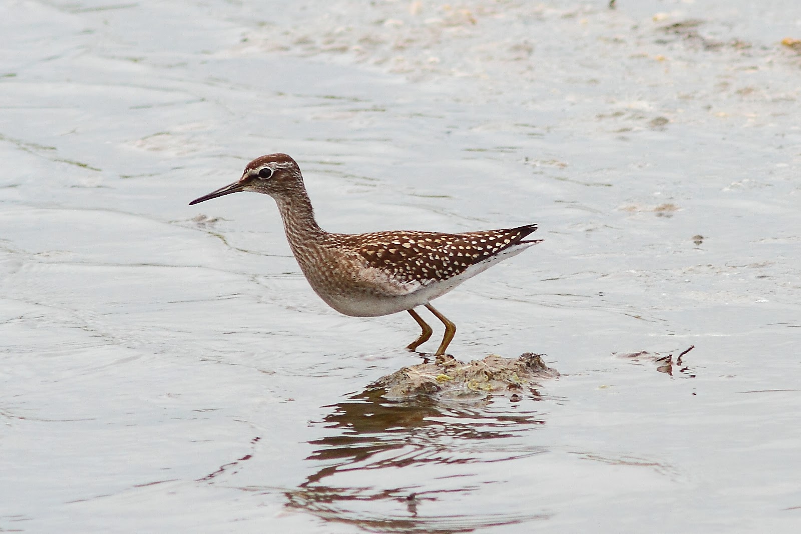 Colyton Wildlife: Better Wood Sandpiper pics & some healthy competition