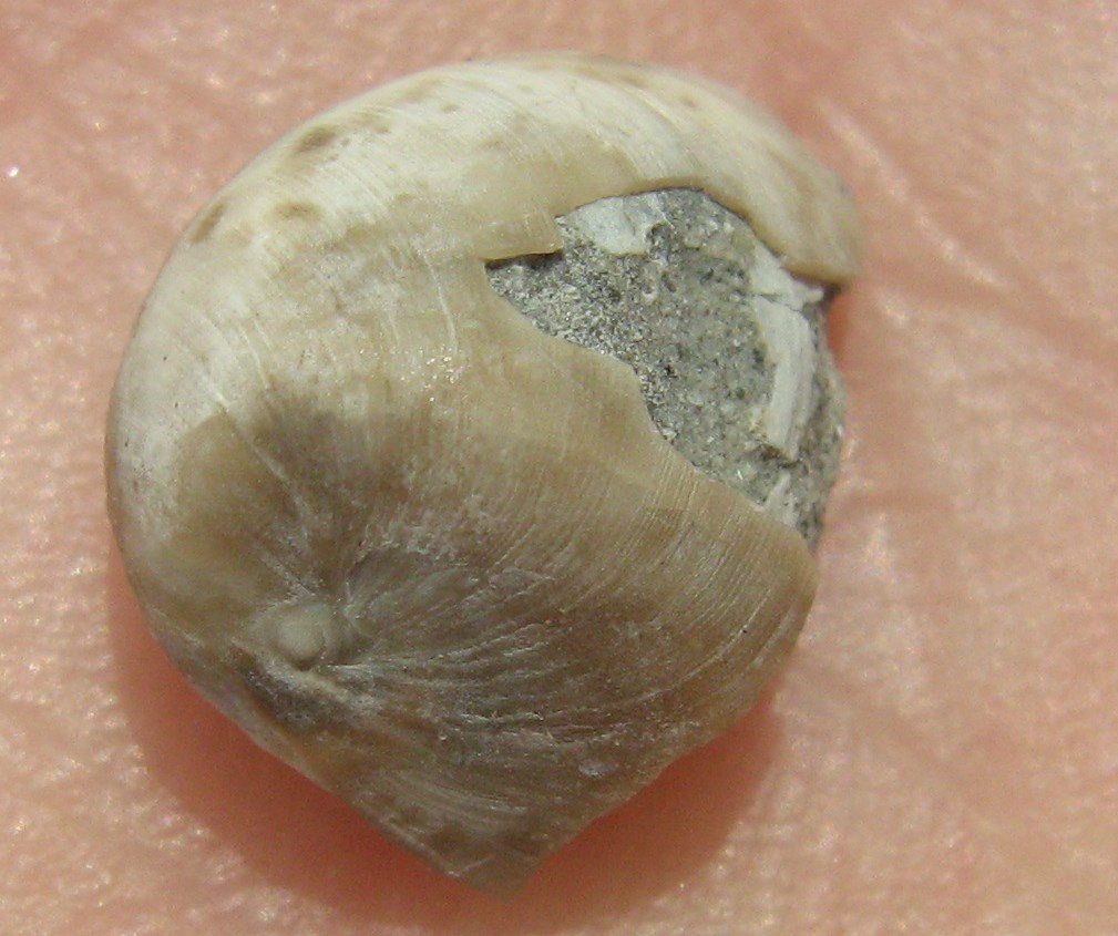 MUSEO PALEONTOLÓGICO DE SOBRARBE: Fósiles miniatura