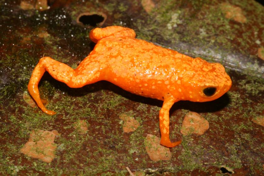 Species New to Science: [Herpetology • 2014] Brachycephalus crispus • A ...