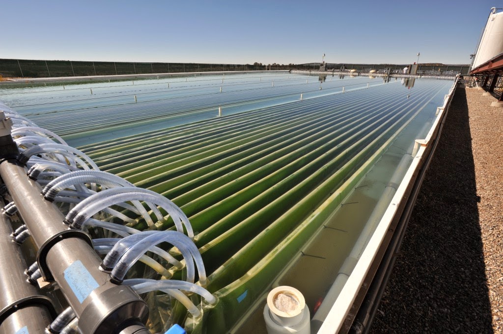 미세 조류 바이오 연료가 미래의 석유 대체 연료가 될까