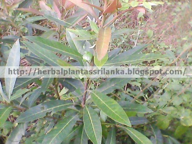 MADHUCA LONGIFOLIA -මී
