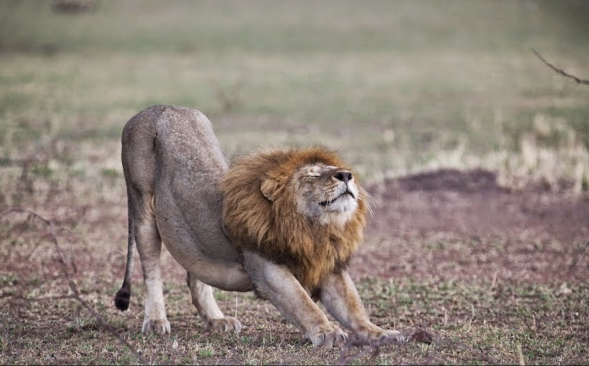 Amazing Pictures: Amazing Wild Animals