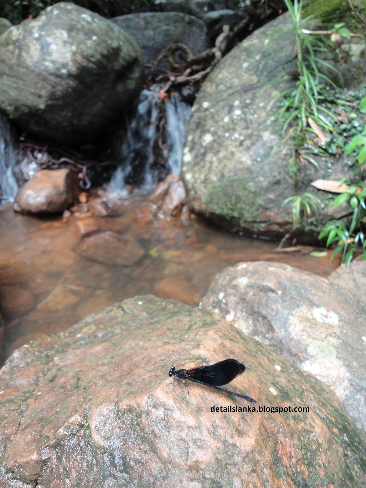 SInharaja Forest - Sri Lanka information in one place......