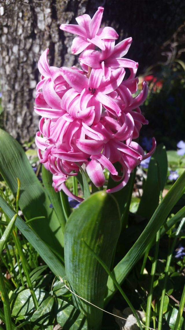 Future Plants by Randy Stewart: Hyacinth