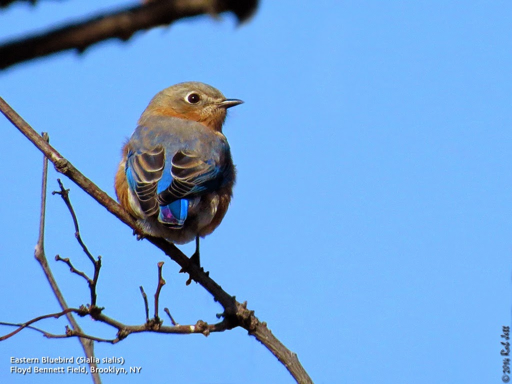 The City Birder: Friday's Foto