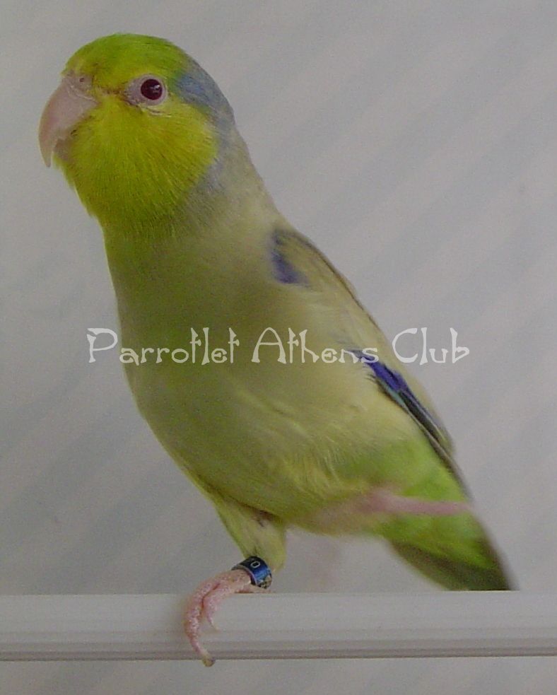 Parrotlet Athens Club: Parrotlet - Breeders Athens Greece