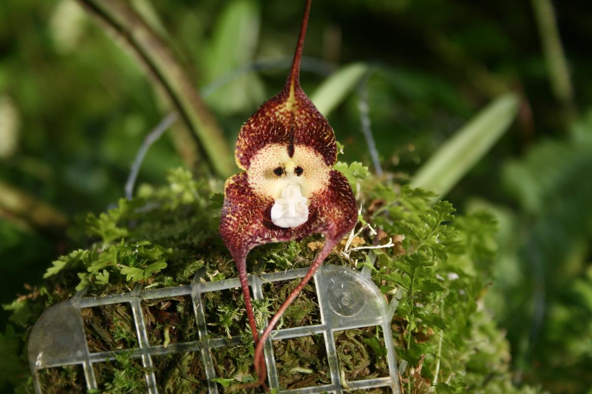 BUNGA ANGGREK BERWAJAH MONYET - Drisk House