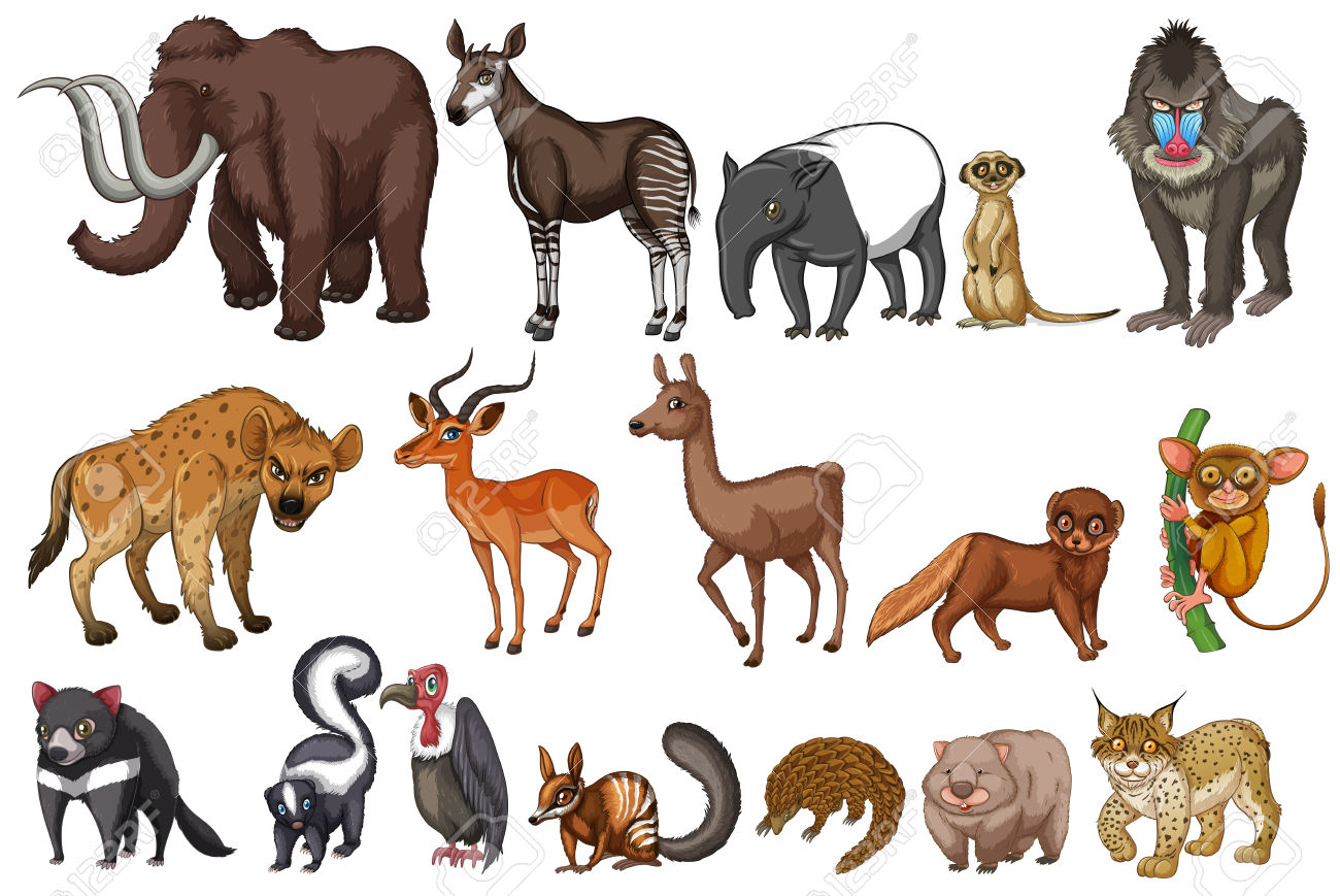 practica: TIPOS DE ANIMALES practica: TIPOS DE ANIMALES