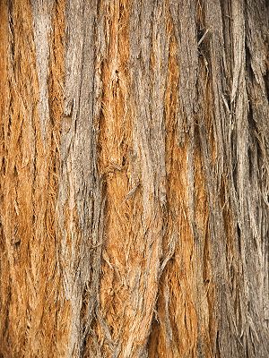 Helsie's Happenings: FAVOURITE THINGS FRIDAY - ALL ABOUT BARK