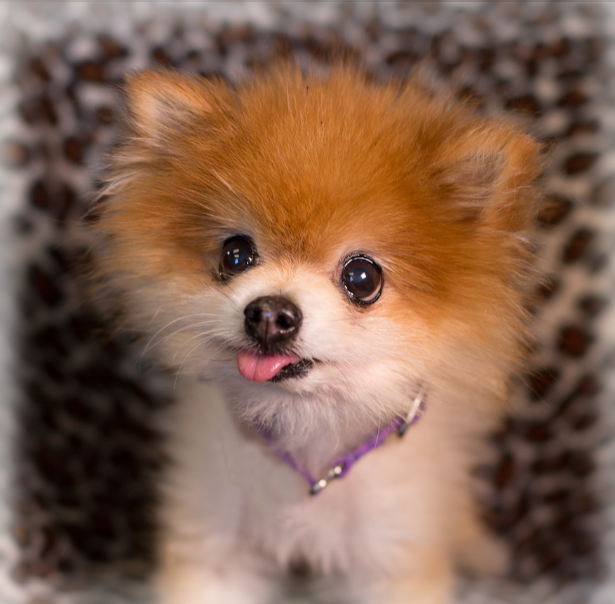 Shelter Dogs of Portland: "ALFIE" tiny senior Pomeranian