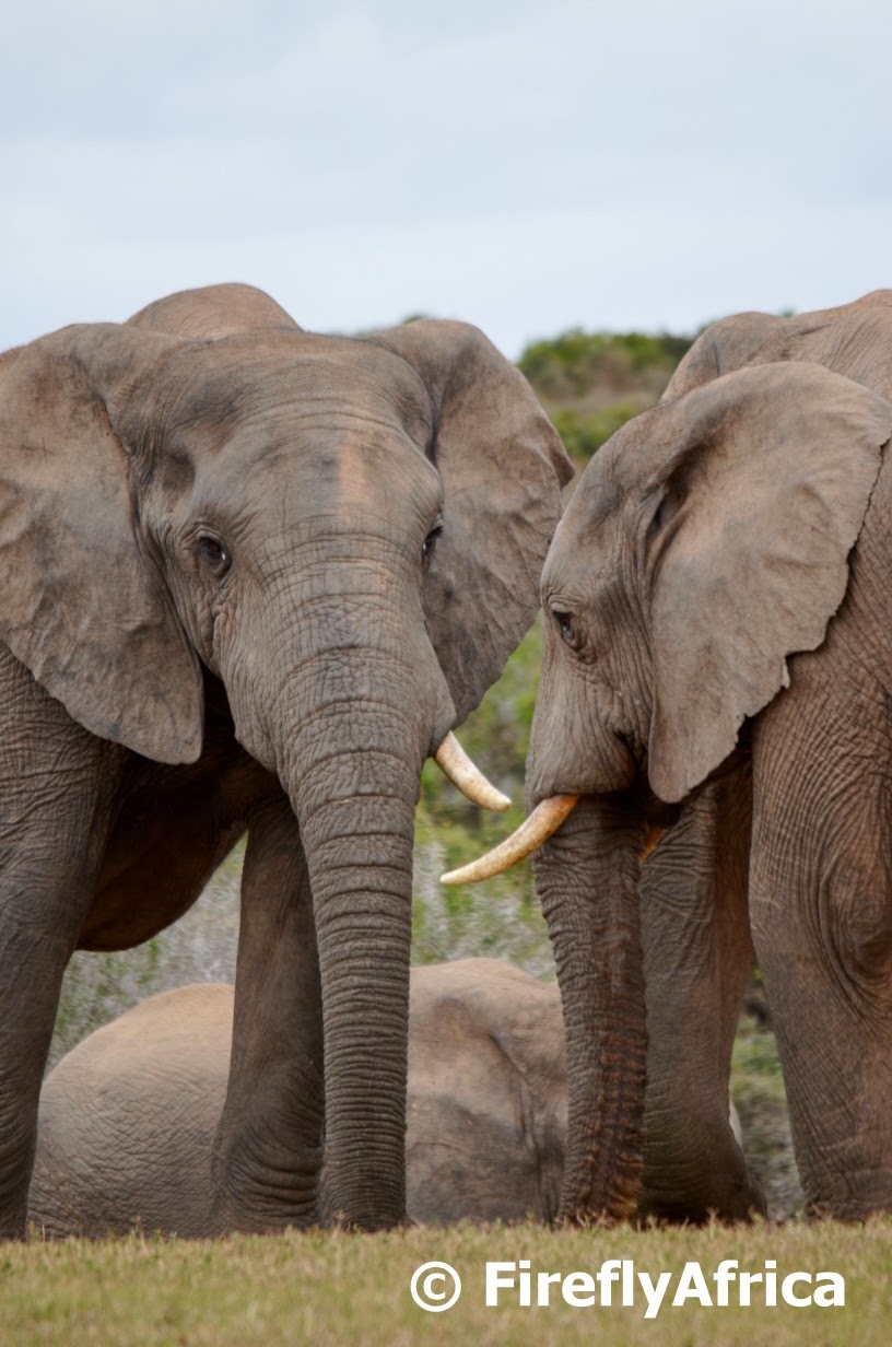 Port Elizabeth Daily Photo: Viewing elephants from the underground hide