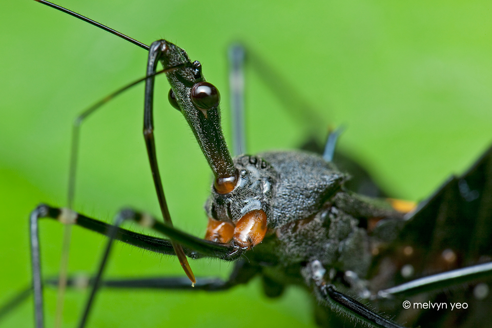 Melvyn's Photography: Reduviidae, Assassin Bug