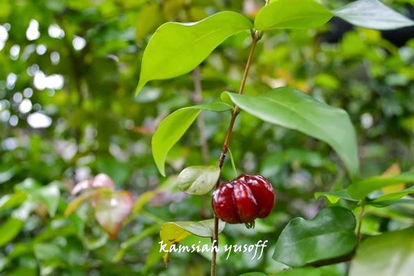 Cermai Merah | Detik Detik Indah Dalam Hidupku