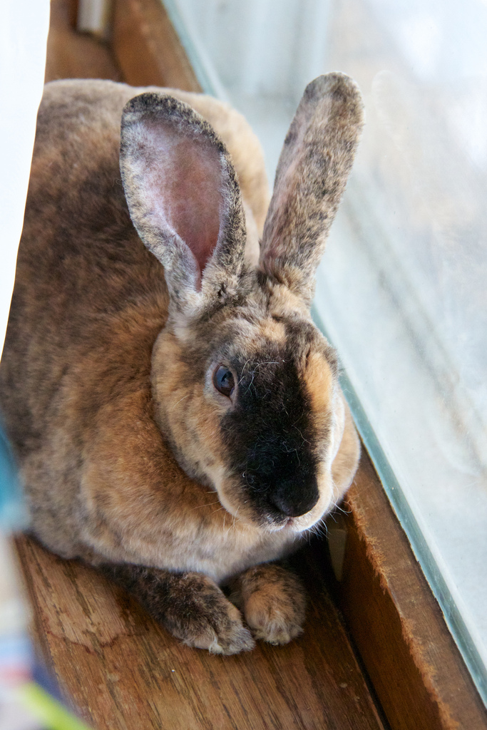 A hermit and his rabbits.