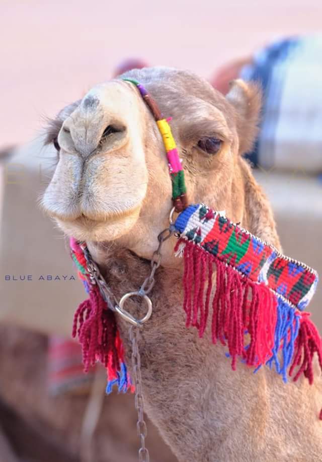 Photos: 12 camels disqualified from a beauty contest with $57 million ...