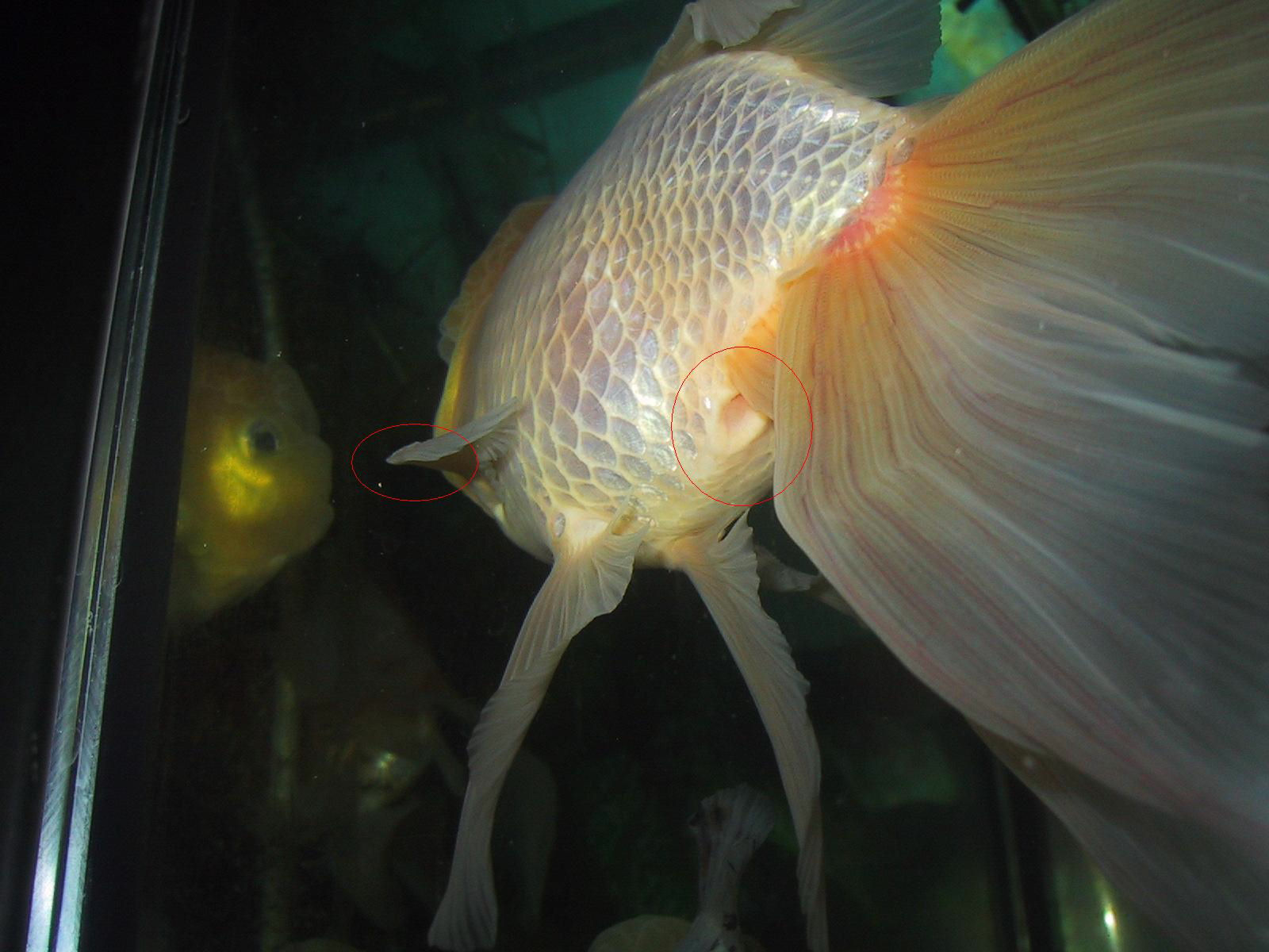 Kelah, Biotechnology, Aquaculture, Mariculture & Me: Sexing Goldfish ...